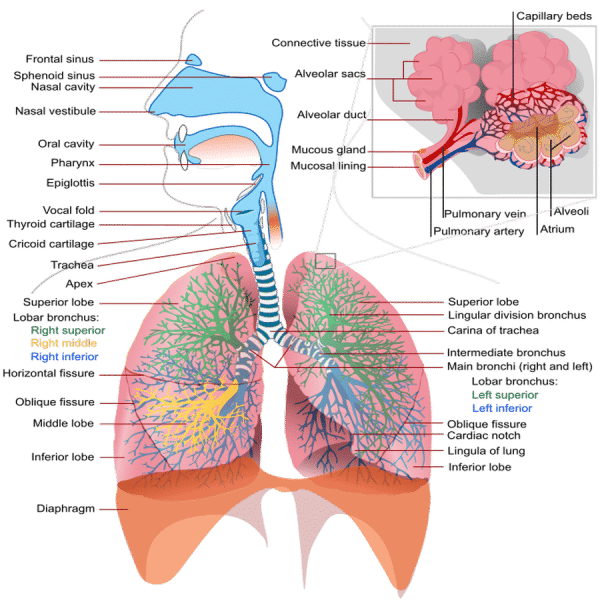 Effects of Smoking on the Respiratory System